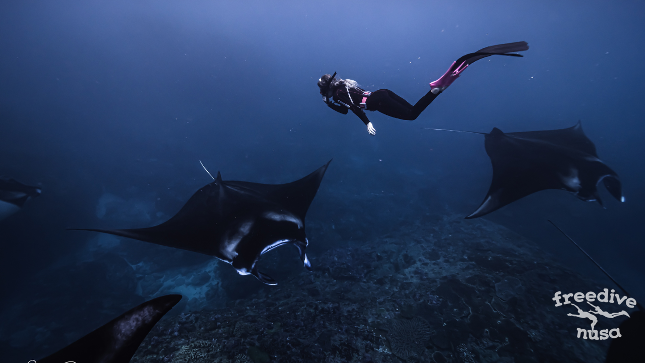 10 Amazing Facts About Manta Rays - Freedive Nusa - Freediving School ...