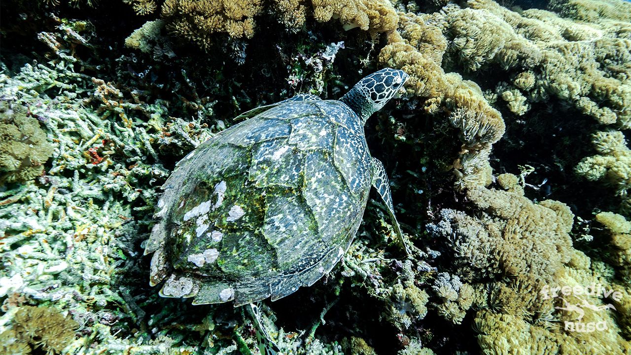 10 Facts You Need to Know About Sea Turtles - Freedive Nusa ...