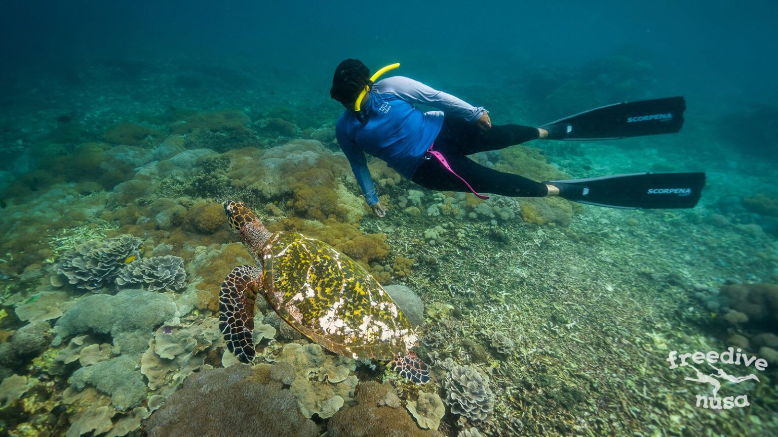 How to Choose a Wetsuit for Freediving - Freedive Nusa - Freediving ...