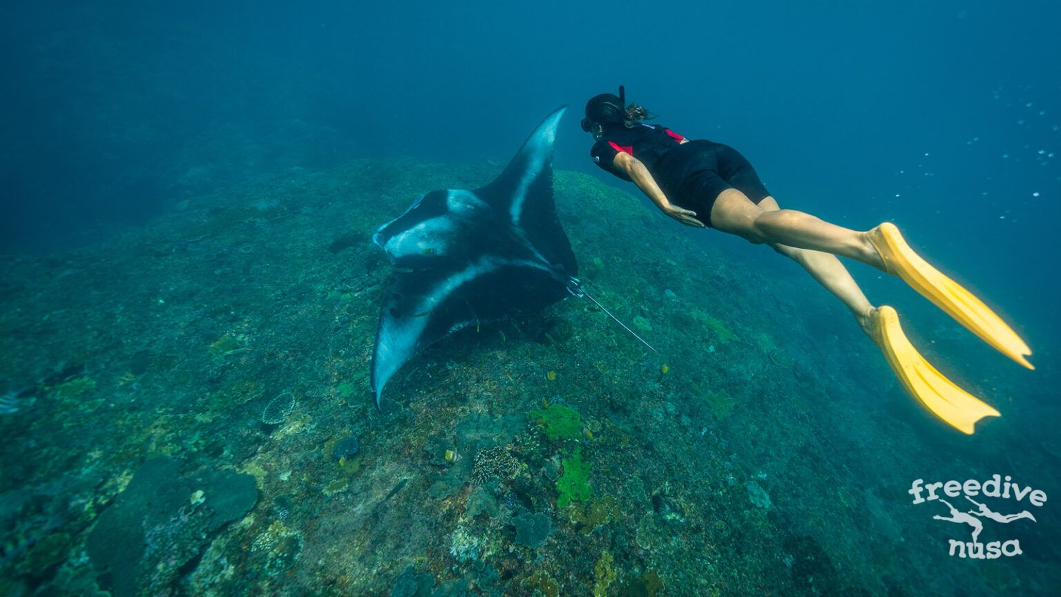How to Choose a Wetsuit for Freediving - Freedive Nusa - Freediving ...